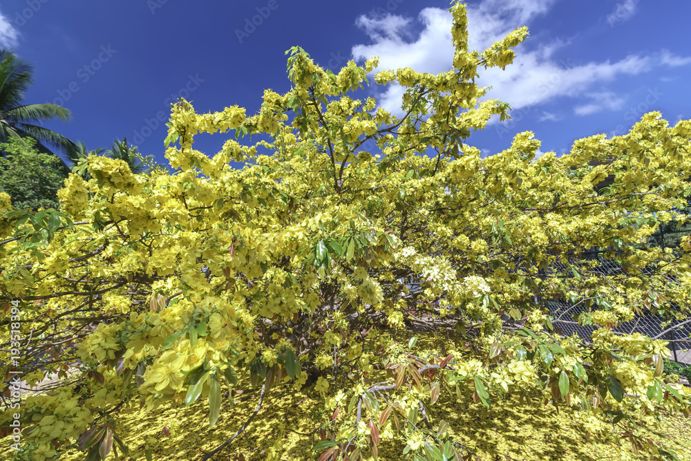Ochna integerrima flower is seen from above, blooming sunshine in ...