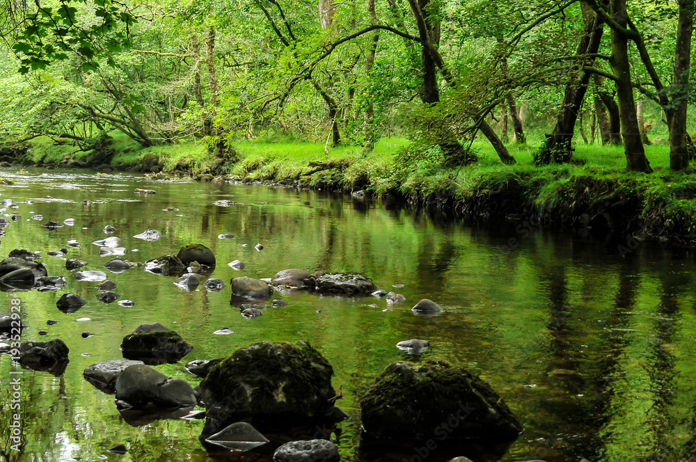 Lago no meio da floresta Stock Photo | Adobe Stock