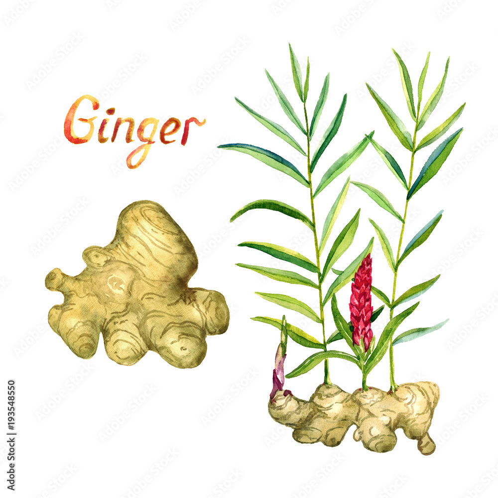 Ginger growing plant with red flower and root with inscription, hand ...