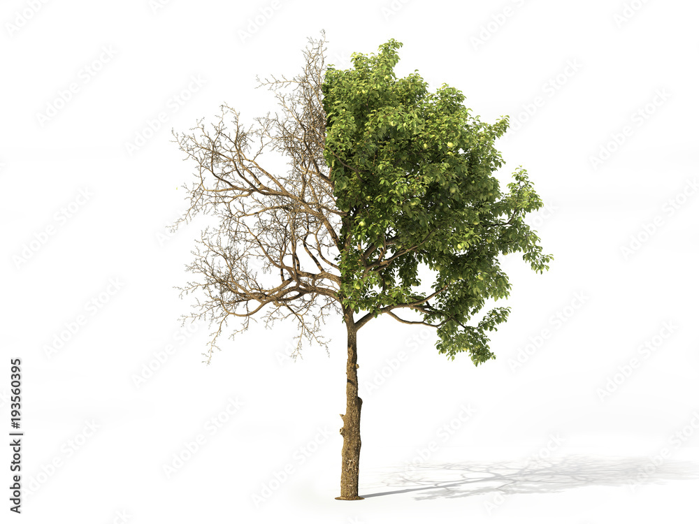 Realistic tree half covered of leaves isolated on a white. 3d ...