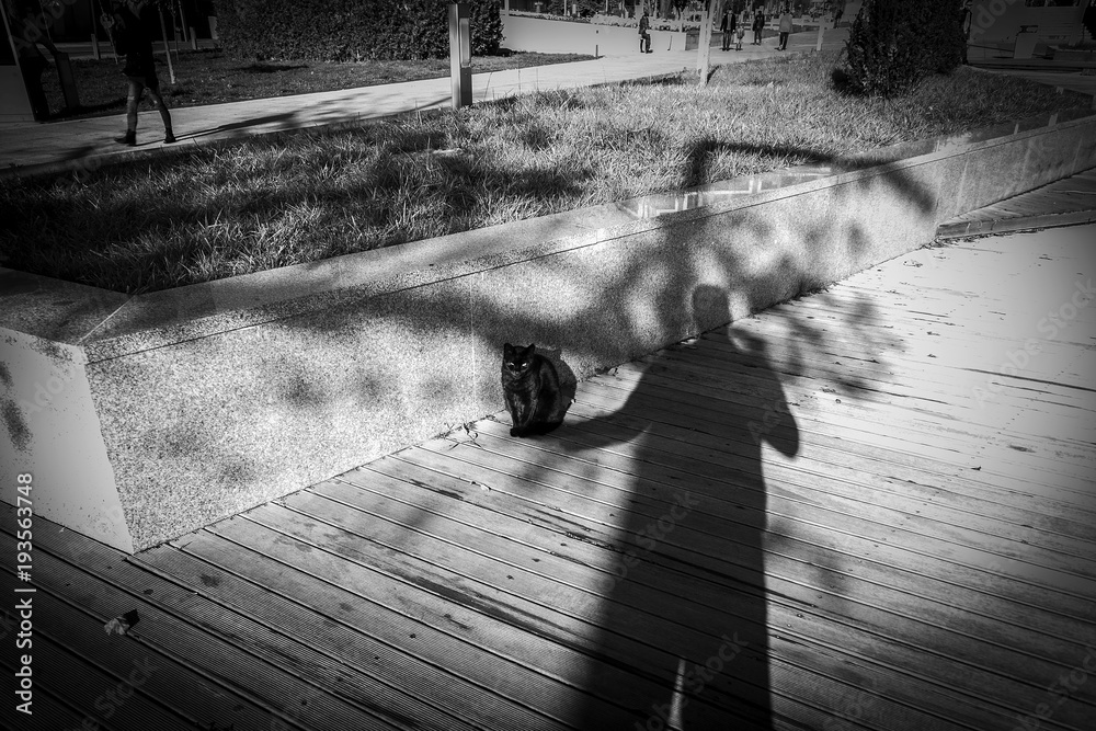 photographer uses his shadow to catch a kitten street. cat sitting in ...