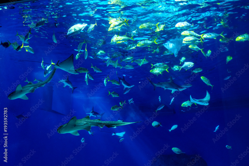 Large scale sealife oceanarium with many species of underwater animals ...