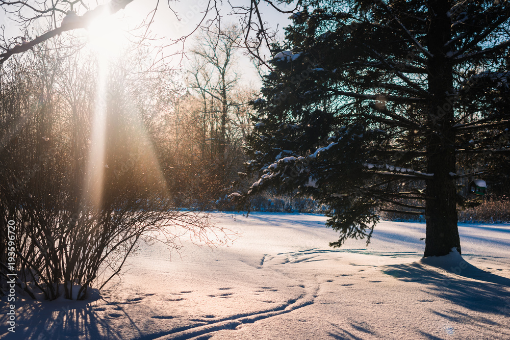 Early snowfall sunset in a winter forest park, snow covered trees, play ...