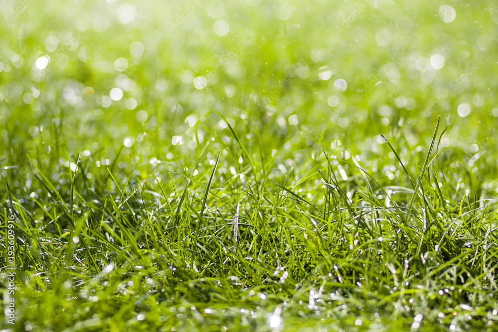 Rain Falling On Grass