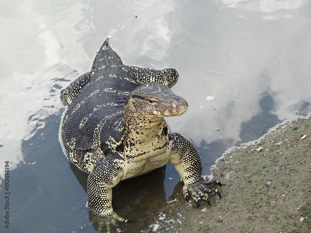 Asian Water Monitor Lizard