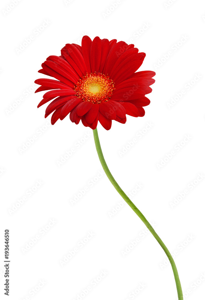 Single Daisy With Stem