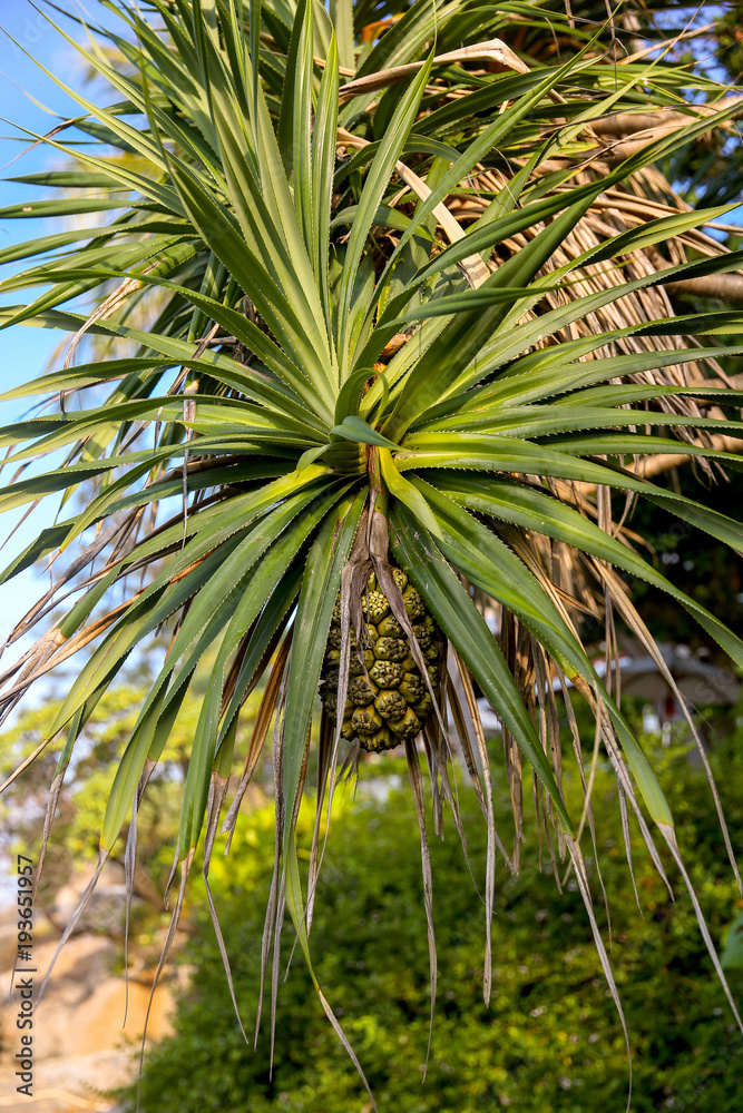 Beautiful tropical plant Pandanus tectorius Hala, Bacua, Vacquois ...