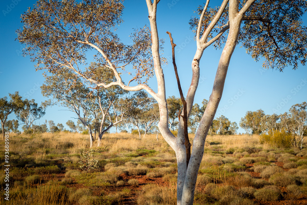 Australian Outback Bush