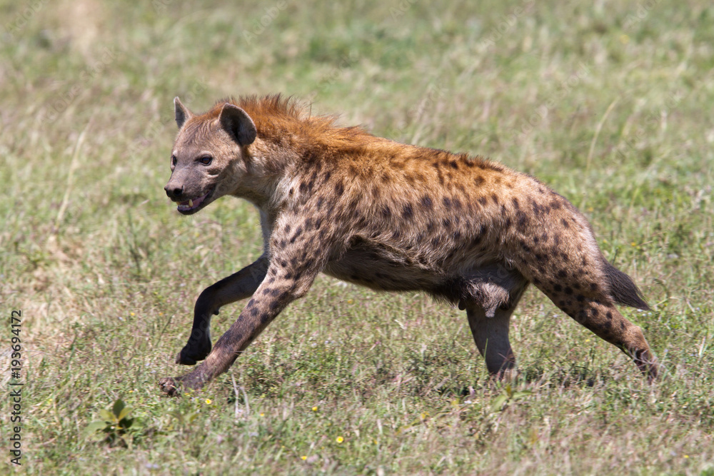 Hyenas Running