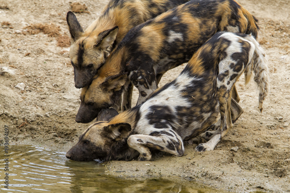 Three wild dogs drinking in Erindi Private Game Reserve in Namibia ...