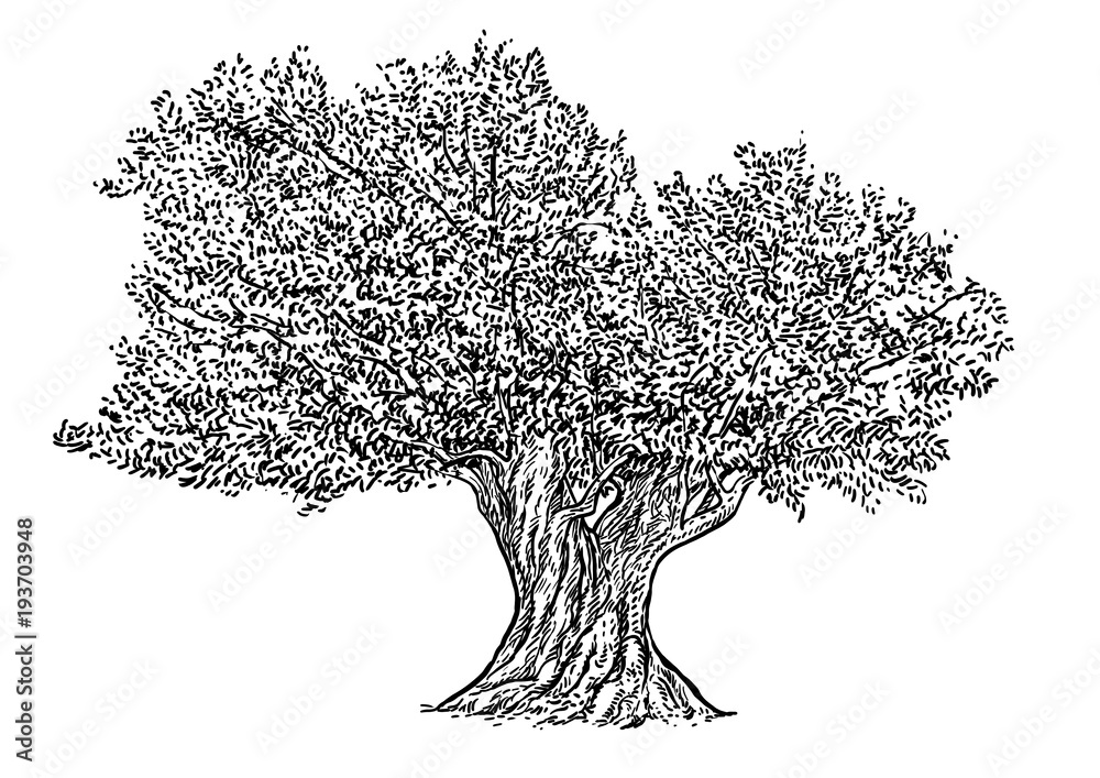 Olive tree illustration, drawing, engraving, ink, line art, vector ...