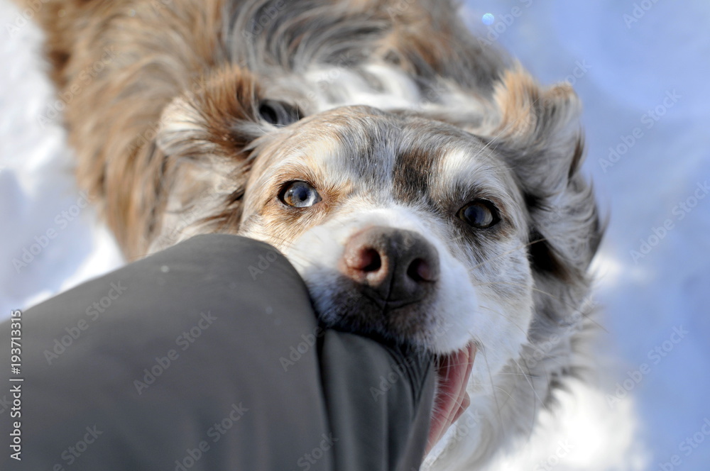 even cute looking dogs can bite, australien shepherd dog biting in one ...