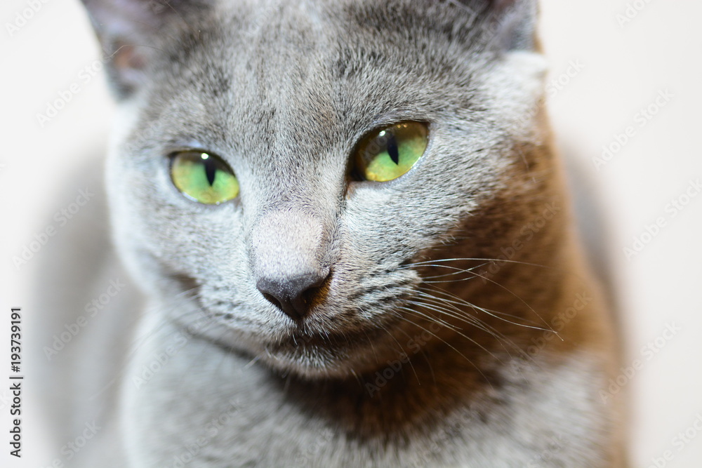 Russian blue cat breed, close-up portrait. Look like woman Stock Photo ...