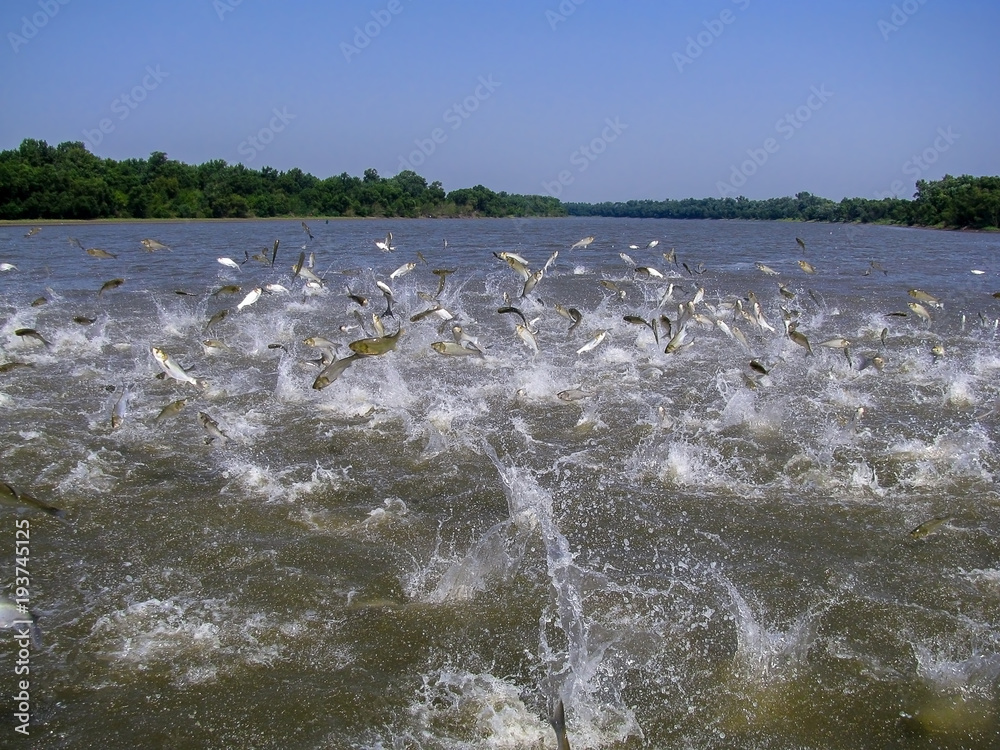 Flying Asian carp massively jump out of the water Stock-Foto | Adobe Stock