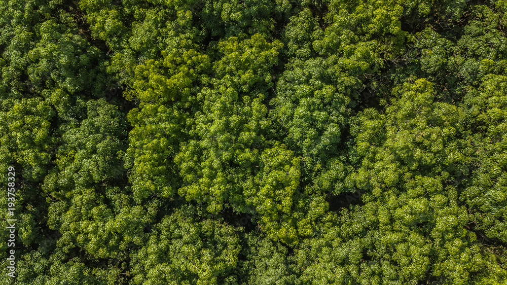 Aerial view Rubber tree forest, Top view of rubber tree and rubber leaf ...