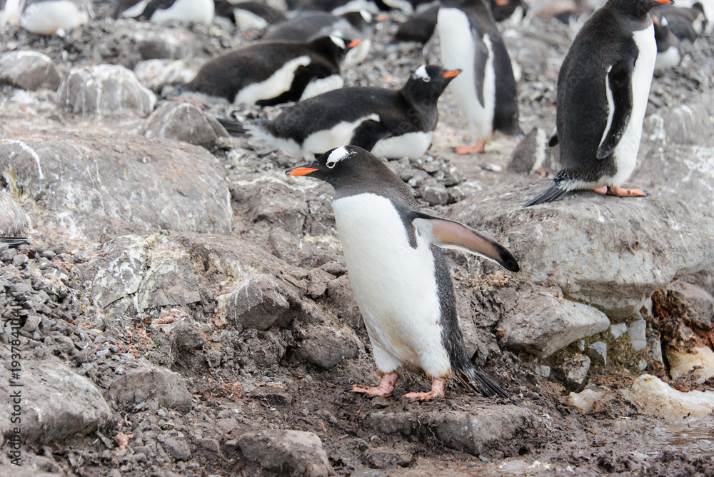 Gentoo penguin going in mud Stock Photo | Adobe Stock