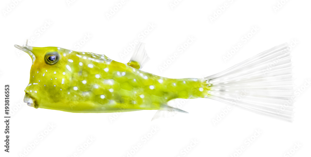 Isolated sea fish horned boxfish, lactoria cornuta, longhorn cowfish ...