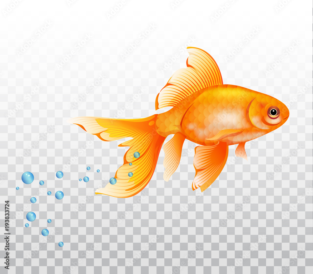 Transparent Background Goldfish