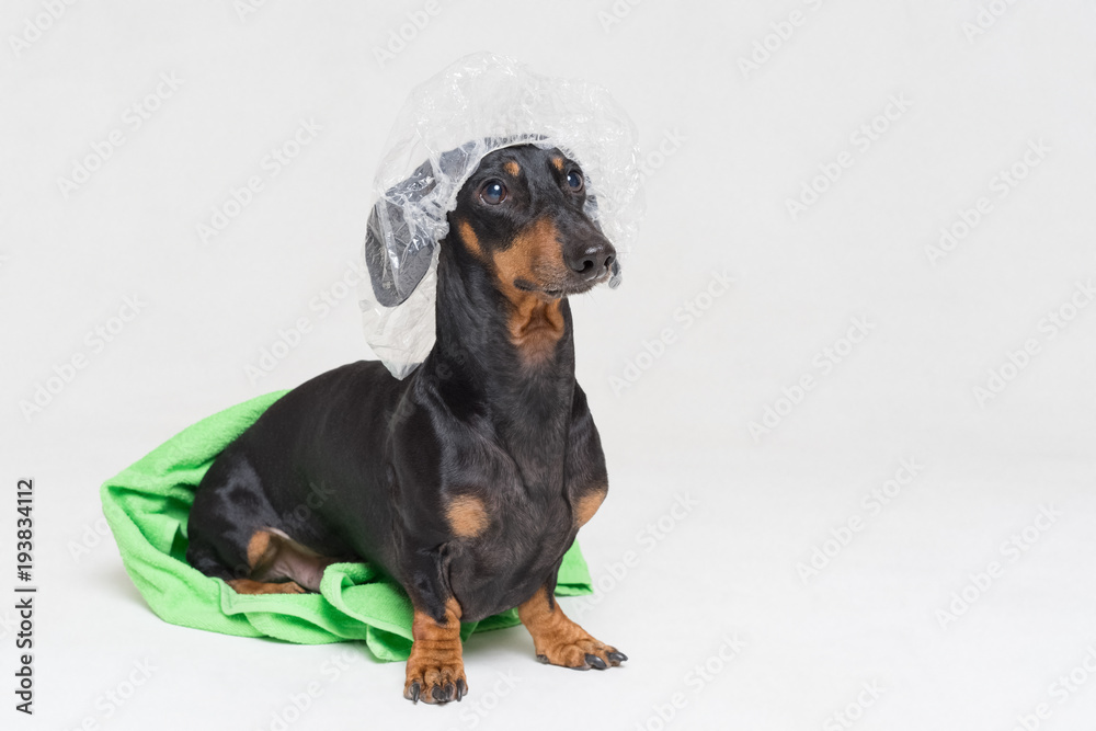dog breed of dachshund, black and tan, after a bath with a geen towel ...
