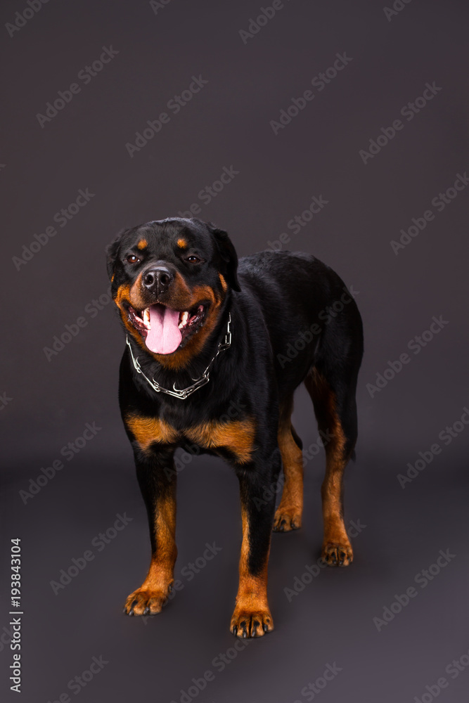 Brown Rottweiler