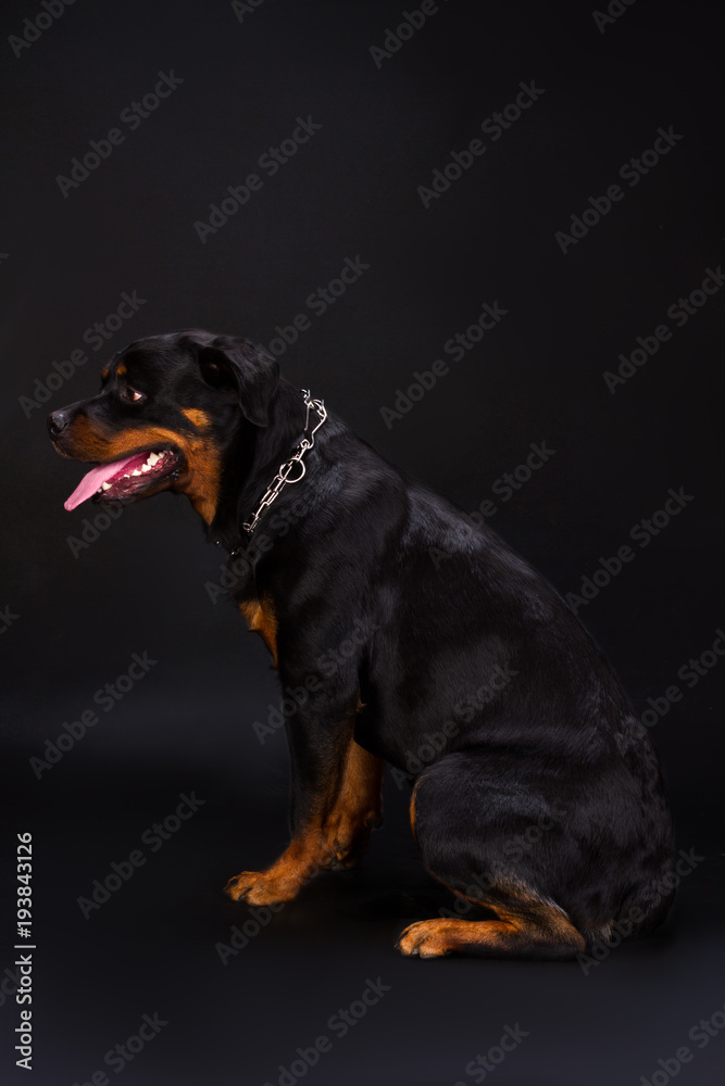 Foto de Rottweiler sitting on dark background. Beautiful young ...