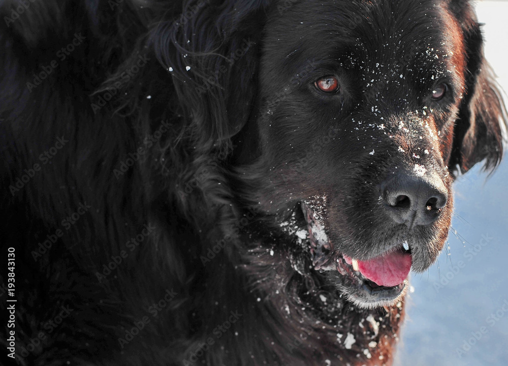 Newfoundland closeup shows off his Gentle Giant Beautiful Face Stock ...