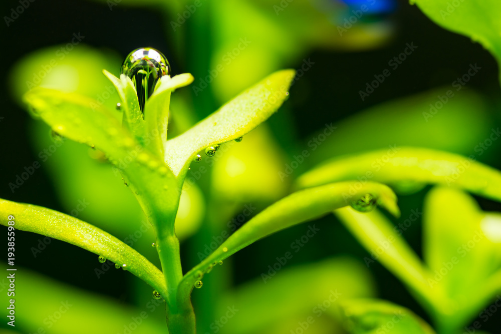 Bubbles of oxygen on leaves of tropical fresh water aquarium plants ...