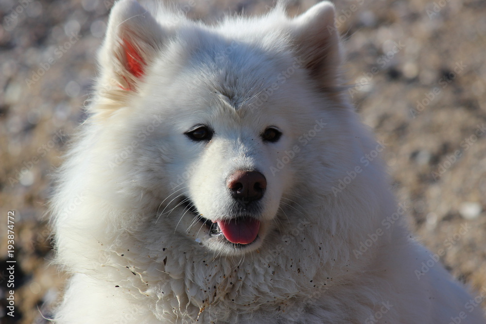 Very Fluffy Dog