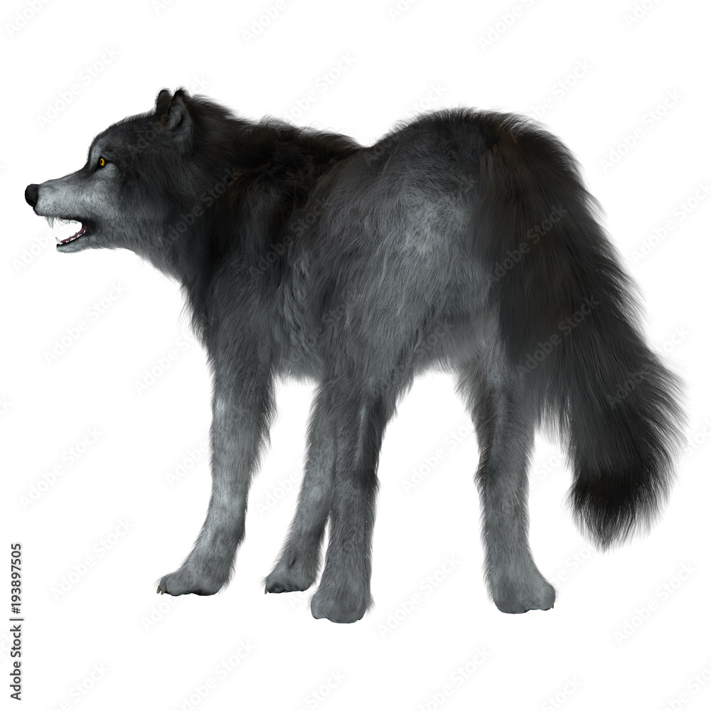 Dire Wolf Tail - The Dire Wolf was a prehistoric carnivore that lived ...