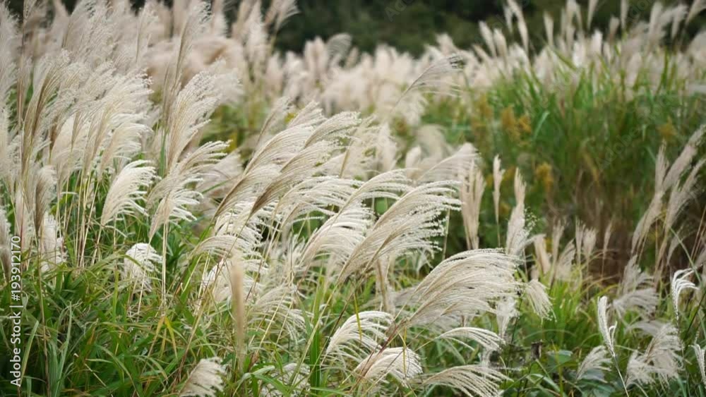 Susuki (Japanese Pampas Grass, Miscanthus sinensis) with bokeh ...