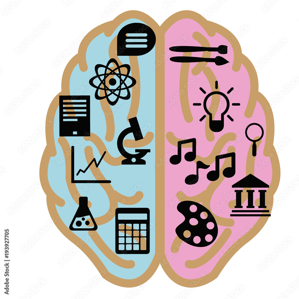 Áreas del cerebro: racional vs creativo Stock Vector | Adobe Stock