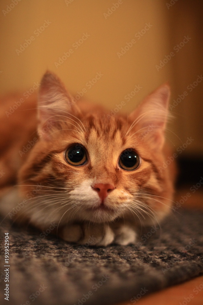 Innocent Looking Kitten like the Cat in the Shrek Movie Stock Photo ...