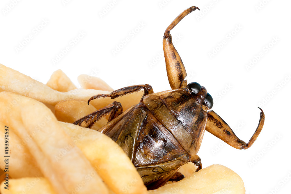 Fried Cockroach