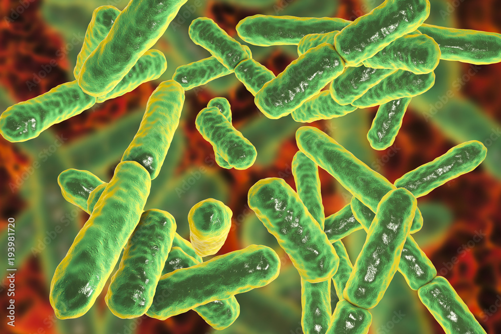 Bifidobacterium Gram Stain