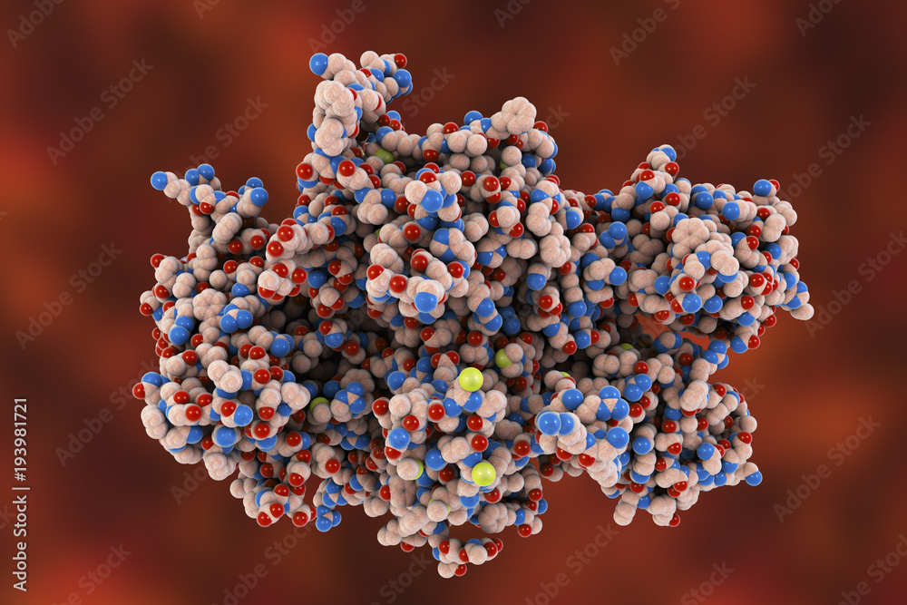 Coagulation Factor VIII, FVIII, an essential blood-clotting protein ...
