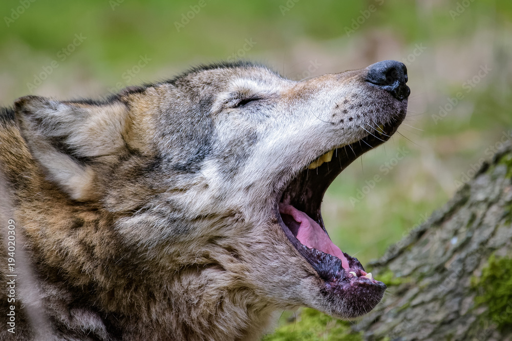 Wolf Yawning