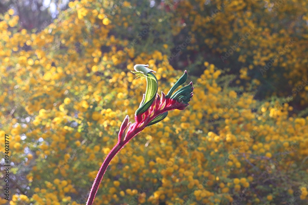 Exotic green kangaroo paw flower against yellow background of wattle ...