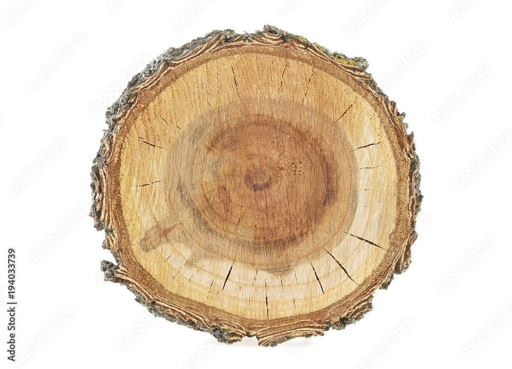 Cross section of the tree, white background Stock Photo | Adobe Stock