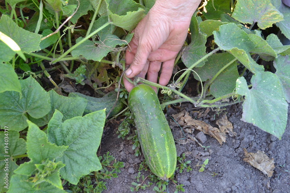 Fotka „Cucumber. Cucumis sativus. The fruits of cucumber. Cucumber ...