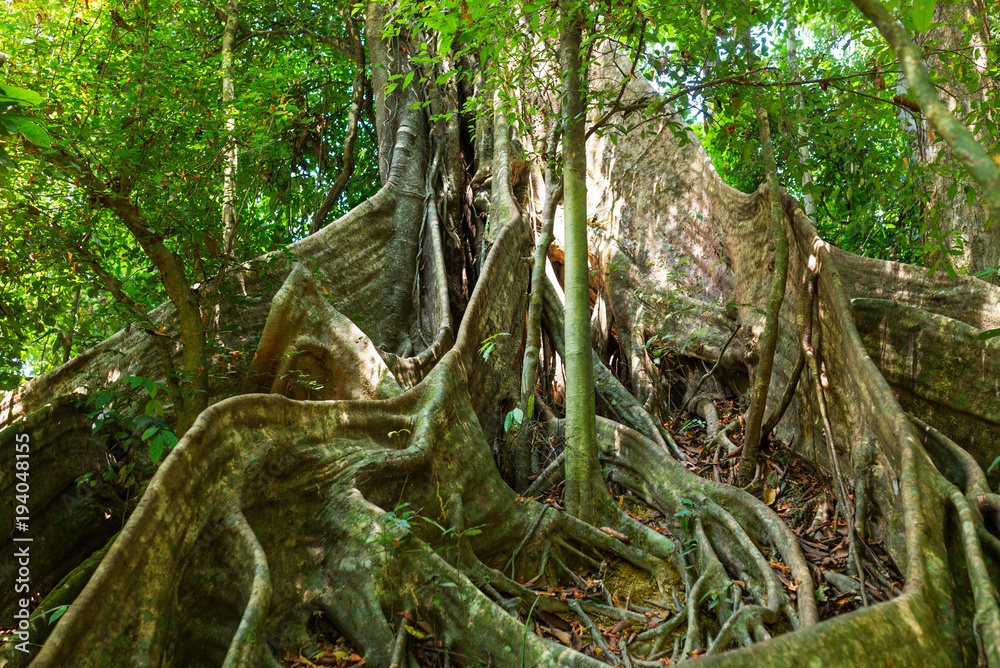 Large tropical tree with flat, wide running root system of mighty ...