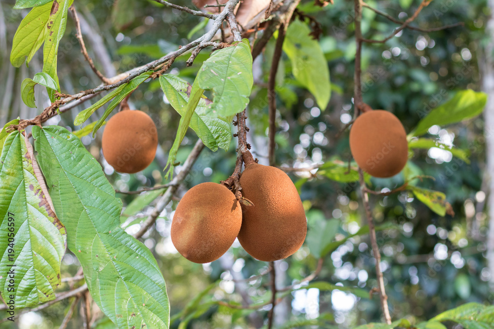 Foto de Cupuacu: Amazonian fruit for sweets and juices do Stock | Adobe ...