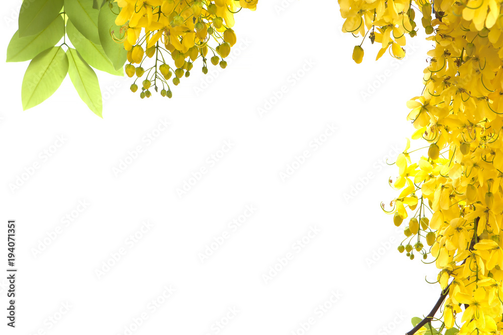 Yellow golden shower flower,cassia fistula flower isolate on white ...