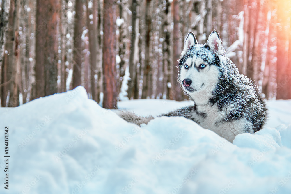 White Siberian Husky In Snow