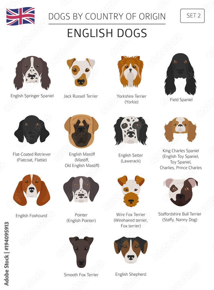 Dogs by country of origin. English dog breeds. Infographic template ...
