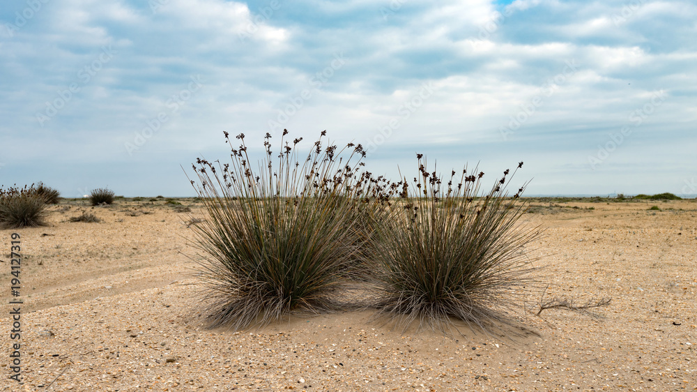 Cape Rush, exotic plant Stock Photo | Adobe Stock