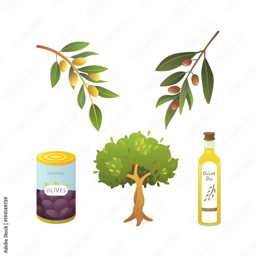 Set olives fruit. Olive oil bottle, tree branch vector illustration in ...