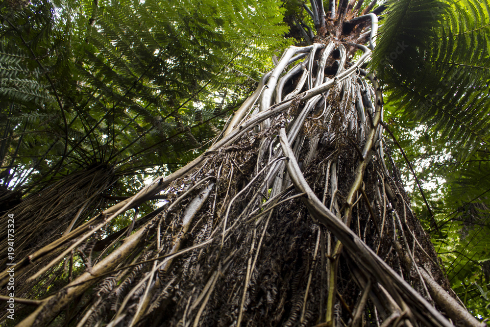 Bottom view of a Tree fern trunk. The Trunk is supported by a fibrous ...