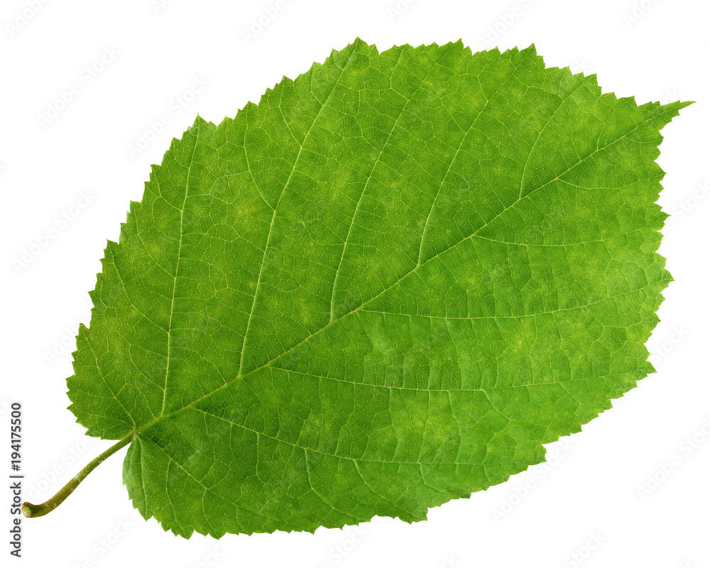 Green leaf of hazel tree isolated on white background. Stock Photo ...