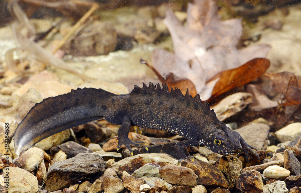 Kammmolch (Triturus cristatus) - crested newt Stock Photo | Adobe Stock