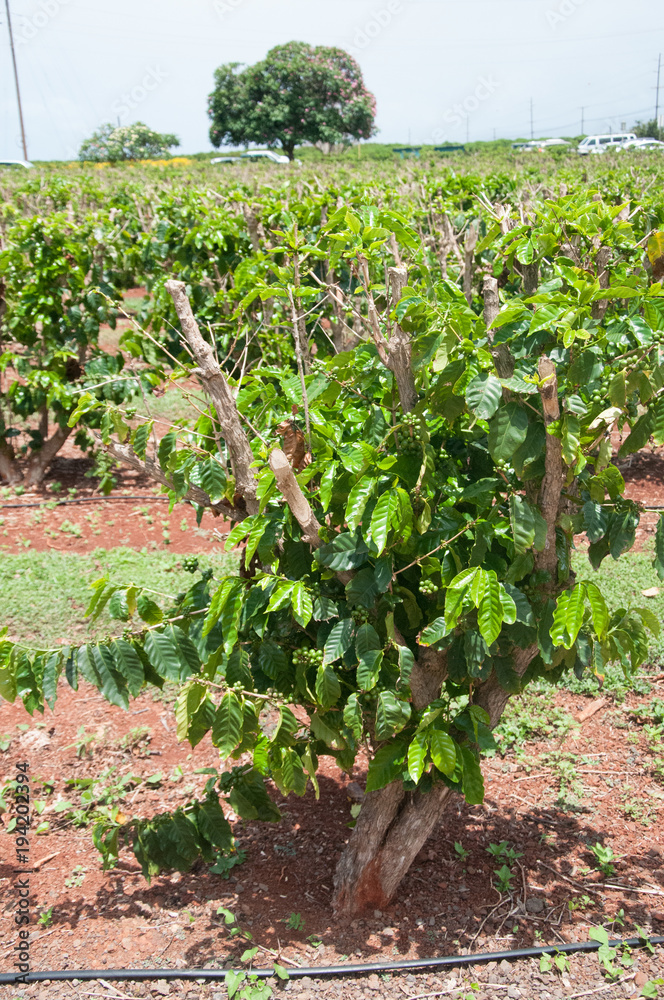 Coffee beans growing on plants at a coffee bean plantation on Kauai ...